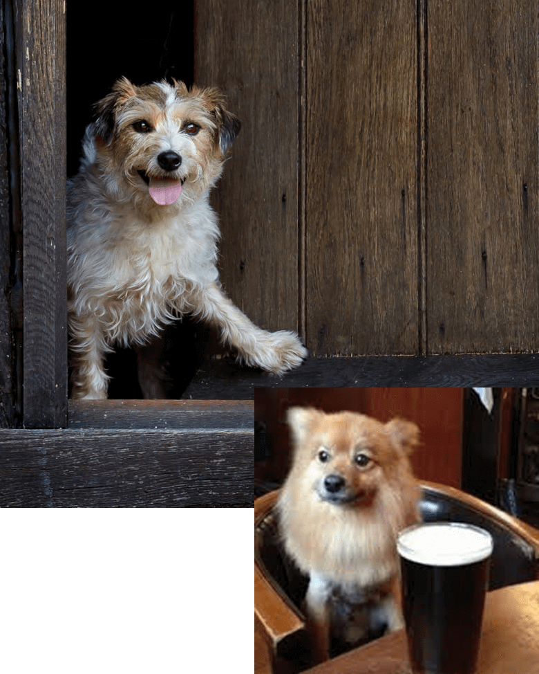 Dog Friendly Warwickshire Exclusively Warwickshire Dog Friendly Warwickshire Exclusively Warwickshire
